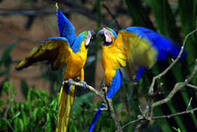 SELVA BAJA | Serperuano.com