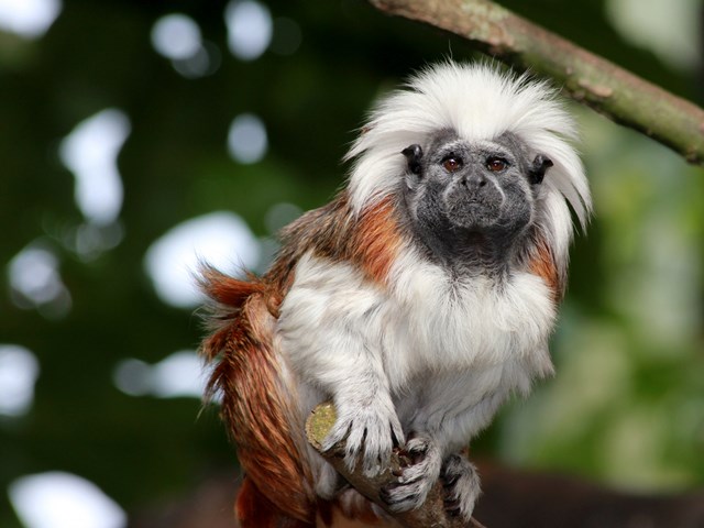 Día Mundial del Mono: tres razones por las que los monos son una de las ...